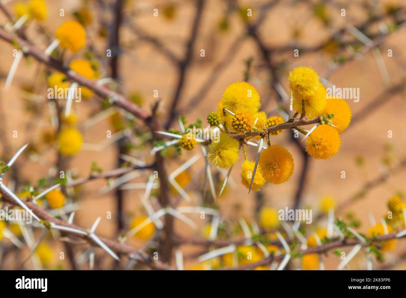 Branch from an African Acacia species of tree. Yellow flowers and ...