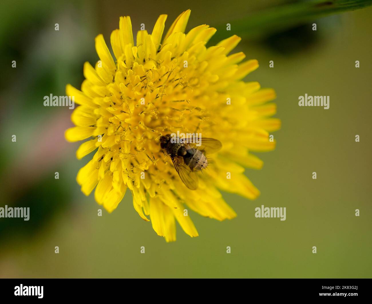 Macro photography of a fly: focus on the insect with blurred background ...