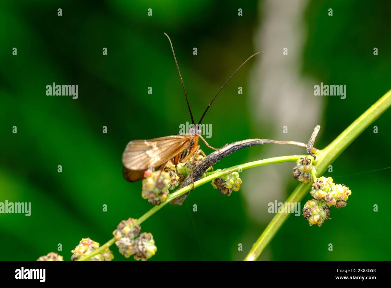 Macro photography of a fly: focus on the insect with blurred background ...