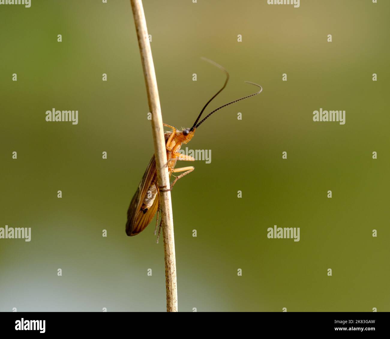 Macro photography of a fly: focus on the insect with blurred background ...