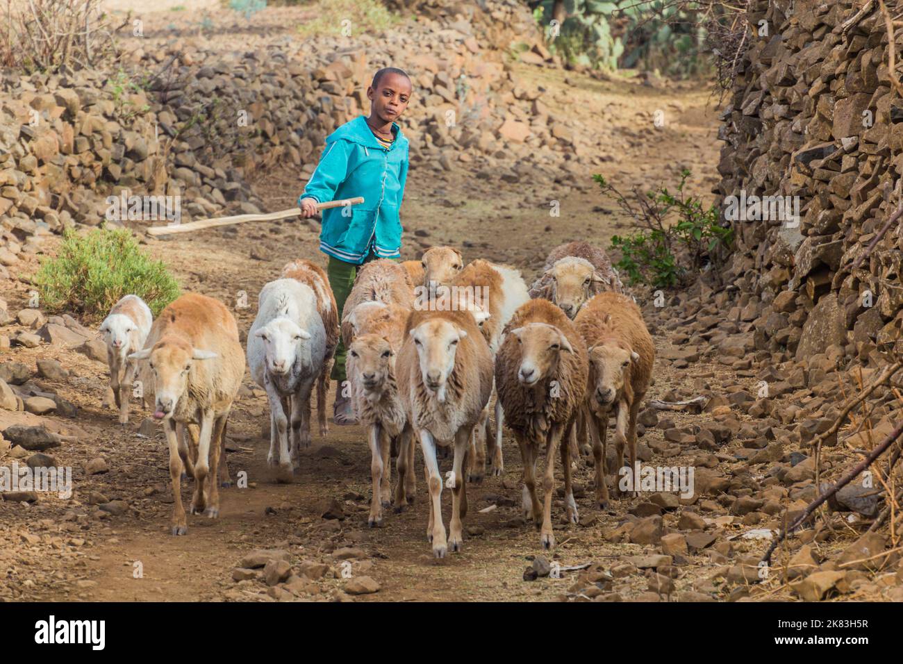 AXUM, ETHIOPIA - MARCH 19, 2019: Young boy herding sheep near Axum ...