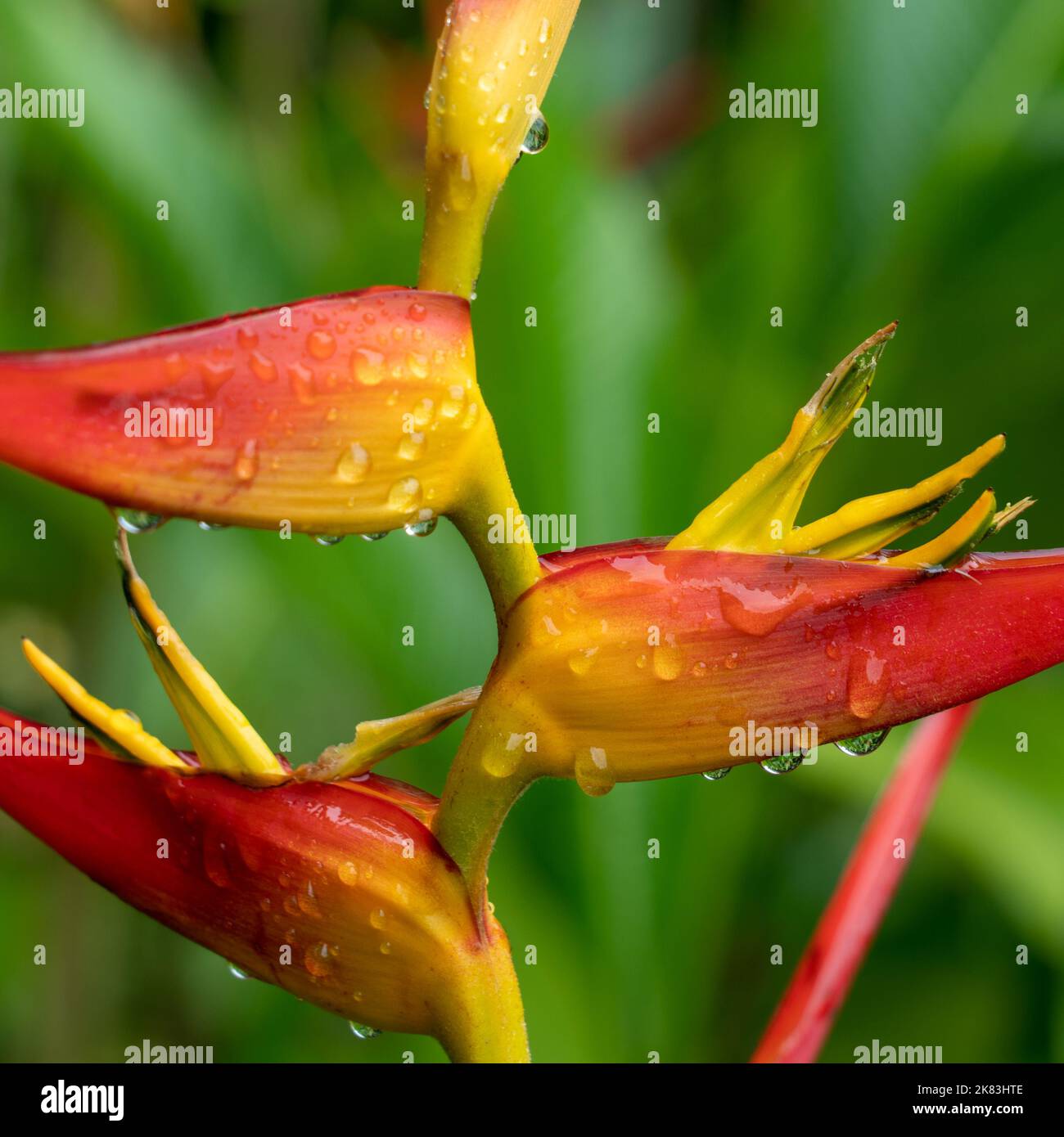 Closeup view of bright red orange and yellow strelitzia bird of ...