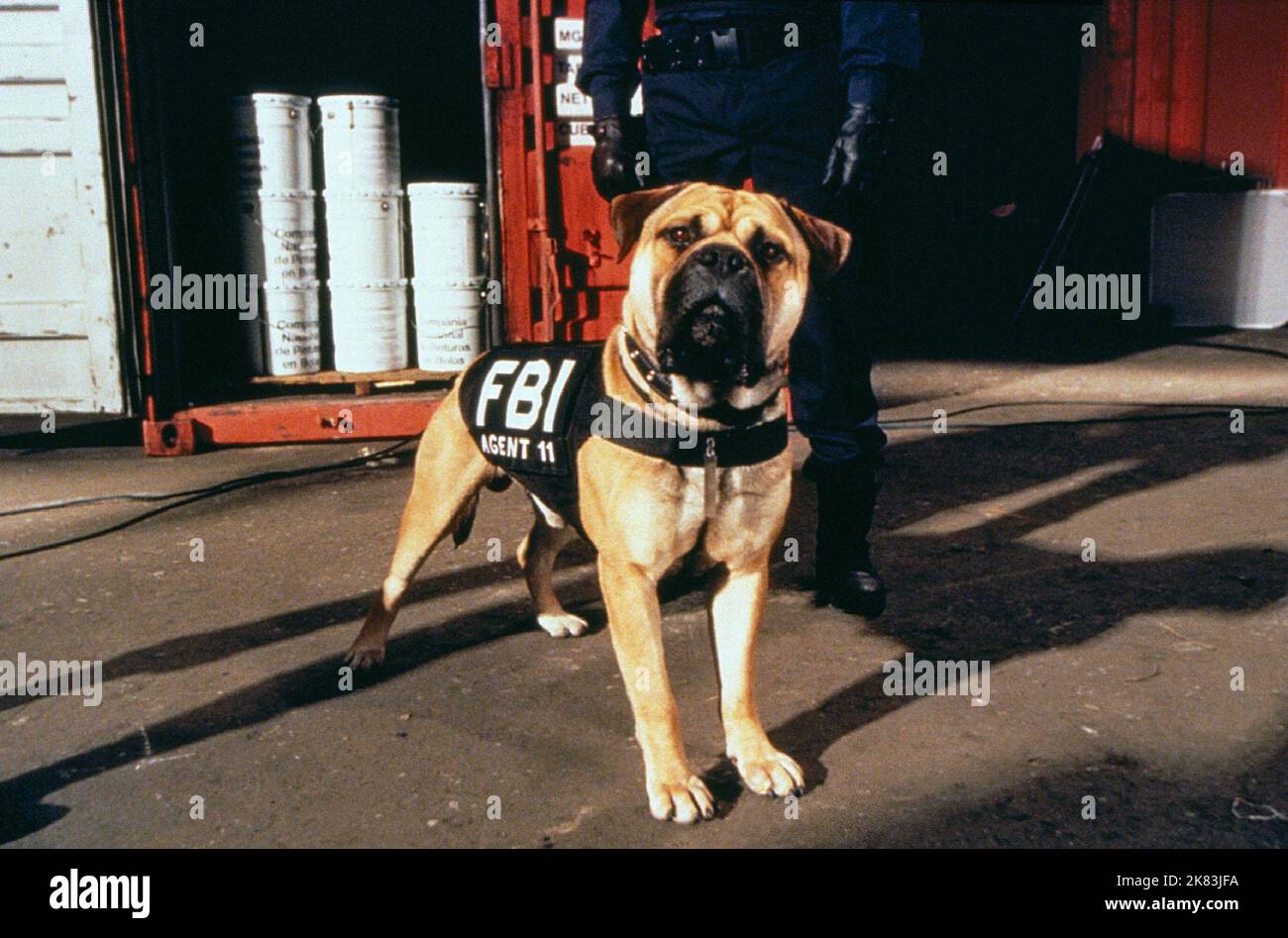 Bob The Dog Film: See Spot Run (2001) 01 February 2001 **WARNING** This ...