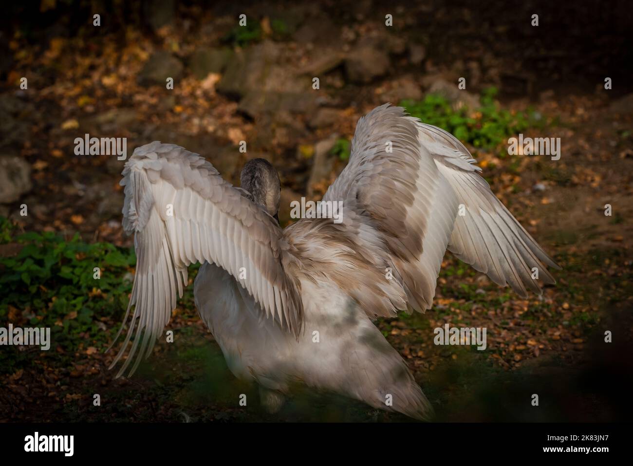 Gray goose with color beak on small color pond in autumn fresh evening ...