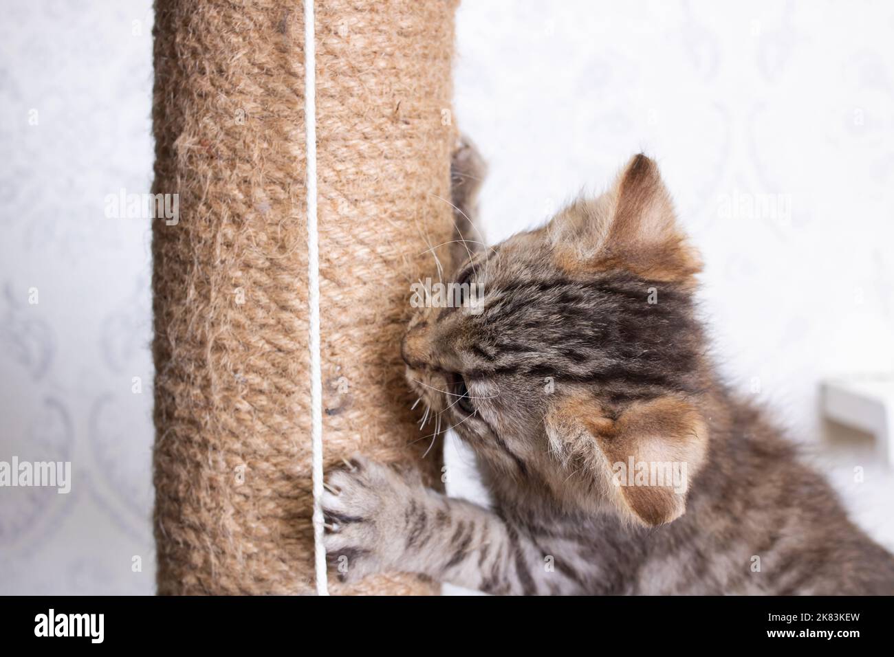 Silver tabby scratch hi-res stock photography and images - Alamy