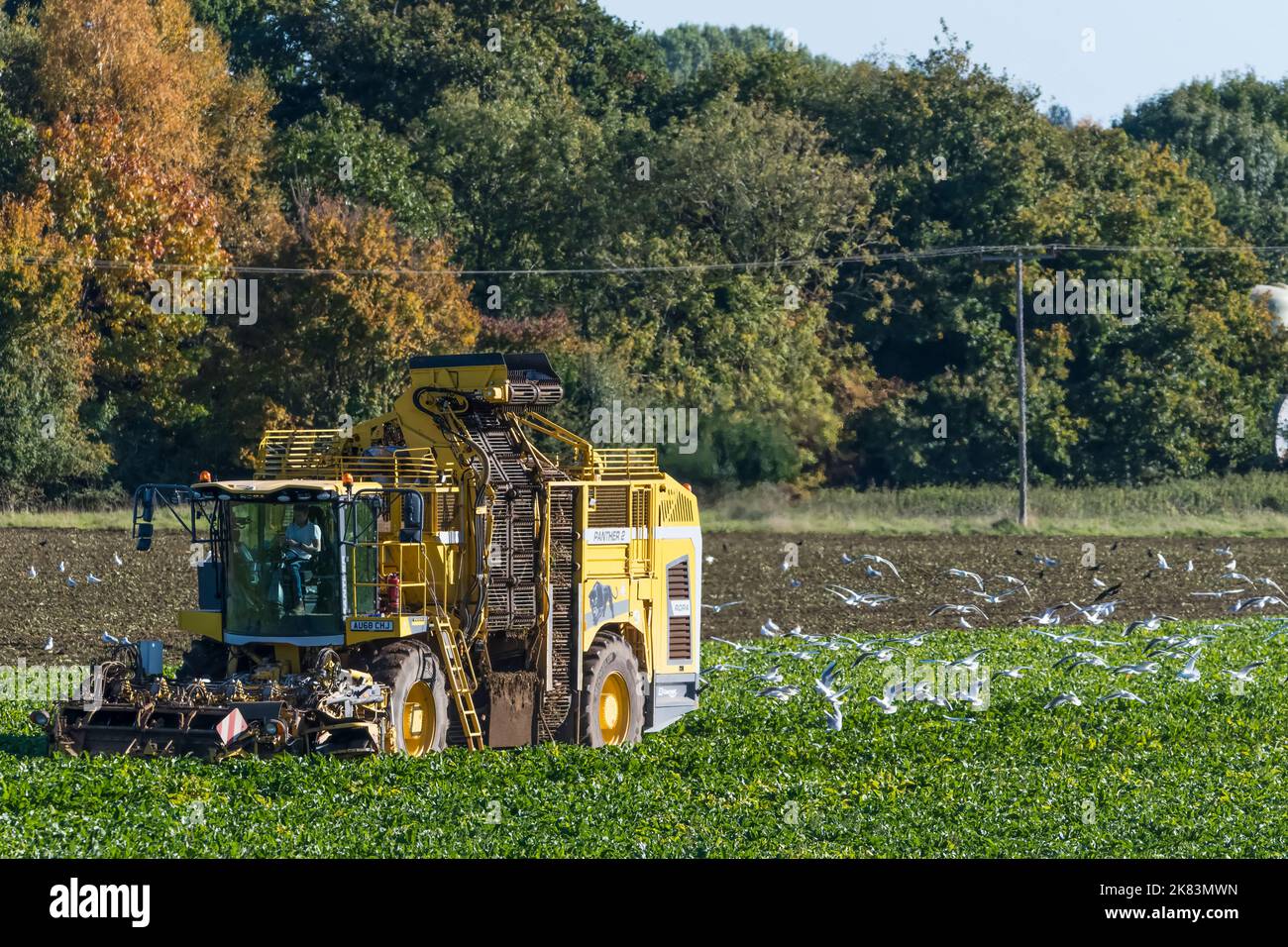 Ropa panther 2 hi-res stock photography and images - Alamy