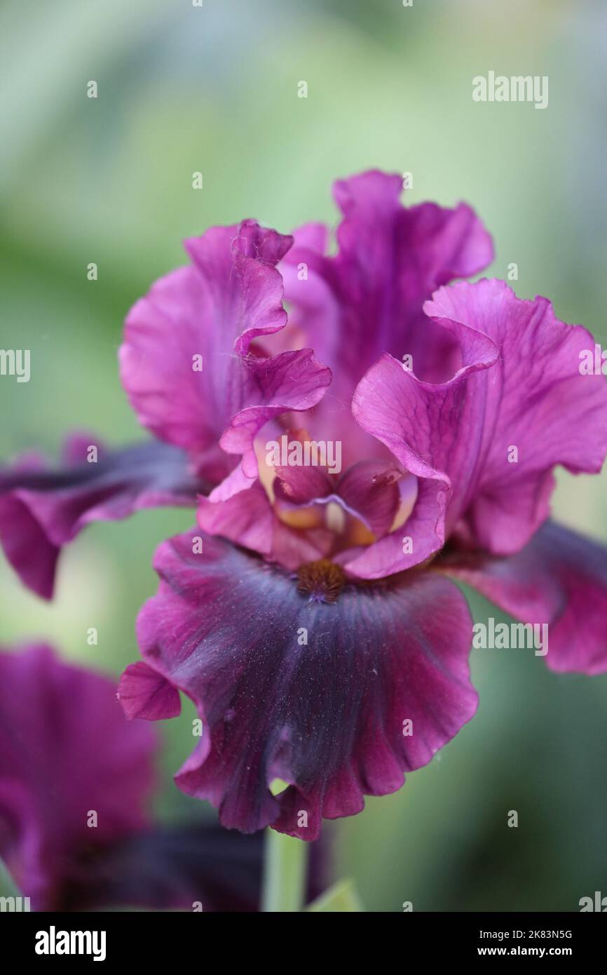 Close up of a deep pink, burgundy Bearded Iris flower against a blurred ...