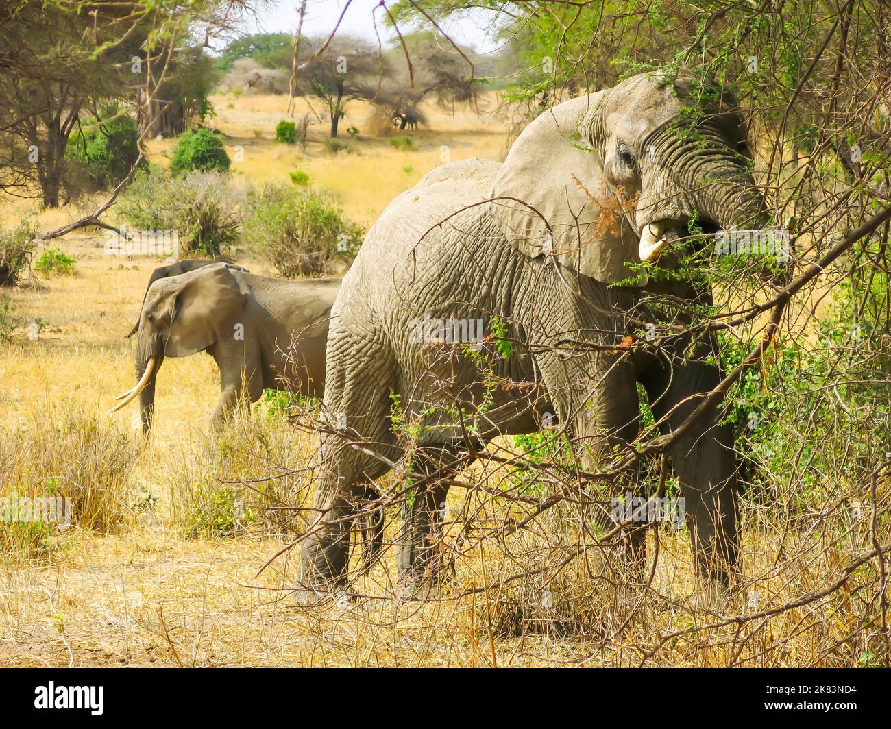 Elephant Family Group in Tarangire National Park, Tanzania, East Africa ...