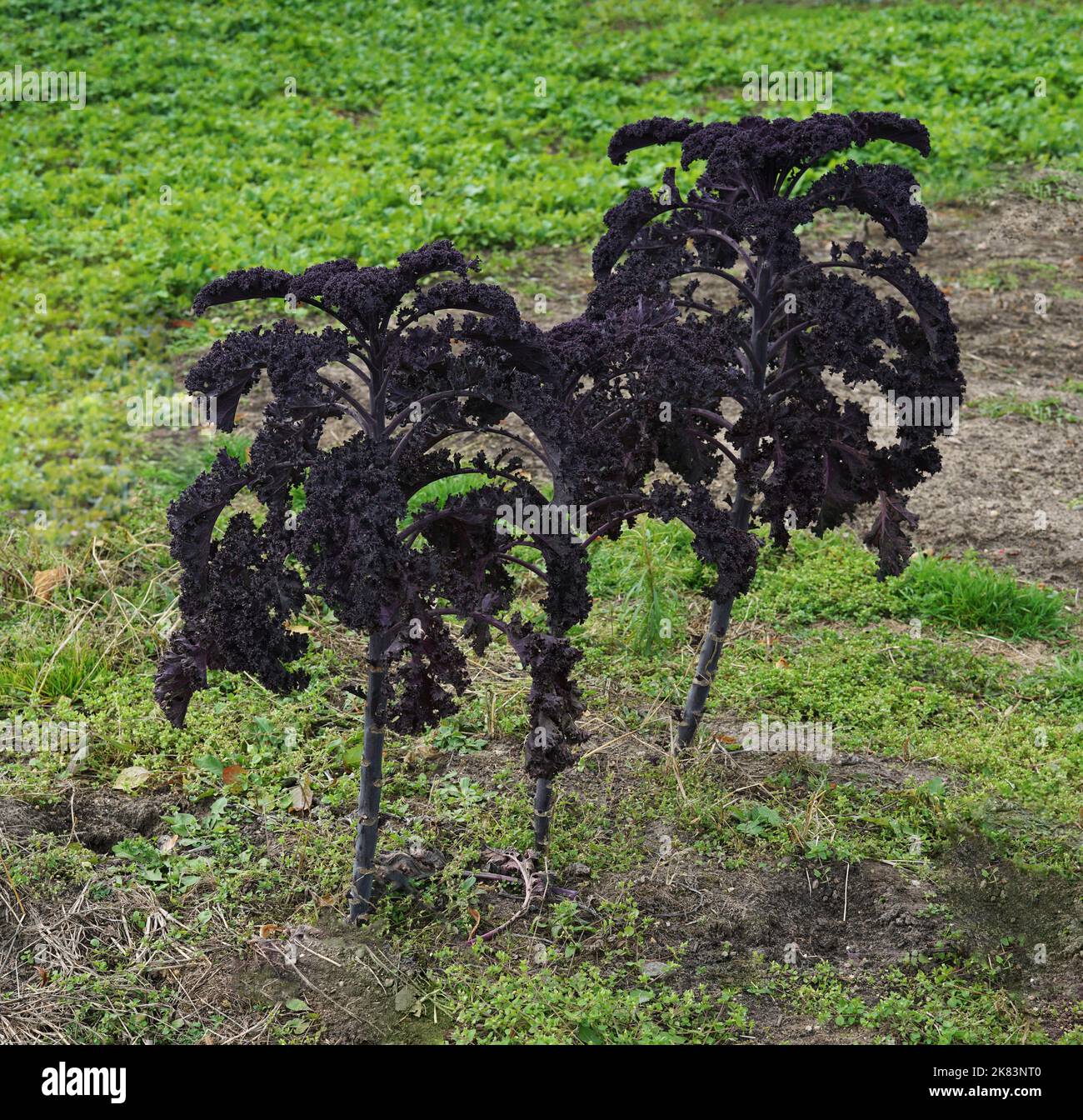 purple kale cabbage, decorative autumn plant and leafy vegetable Stock ...