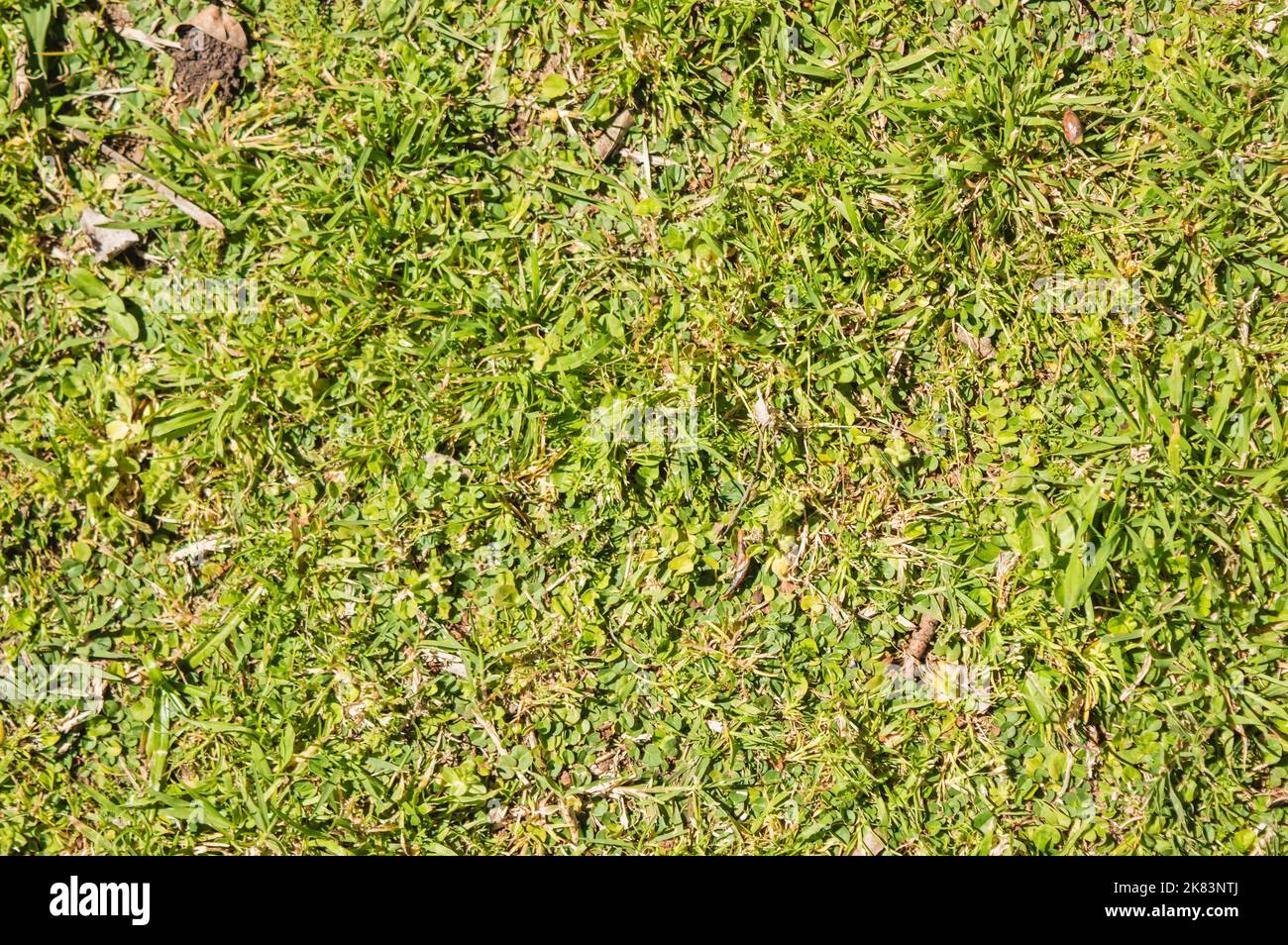 textured image for backgrounds and texts of top view of fresh green ...