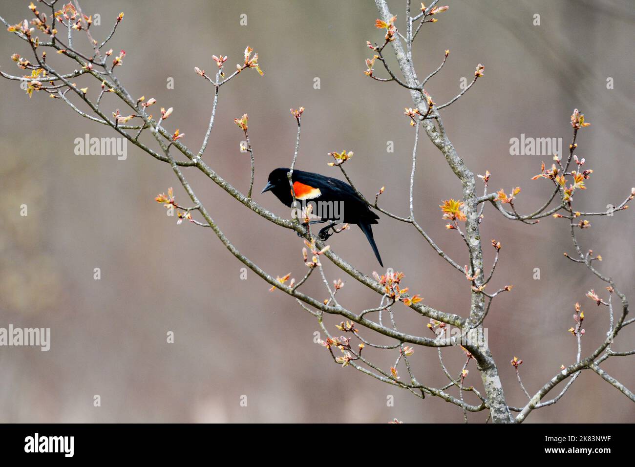 Red-Wing Black bird sitting on a sprouting Maple tree Stock Photo - Alamy