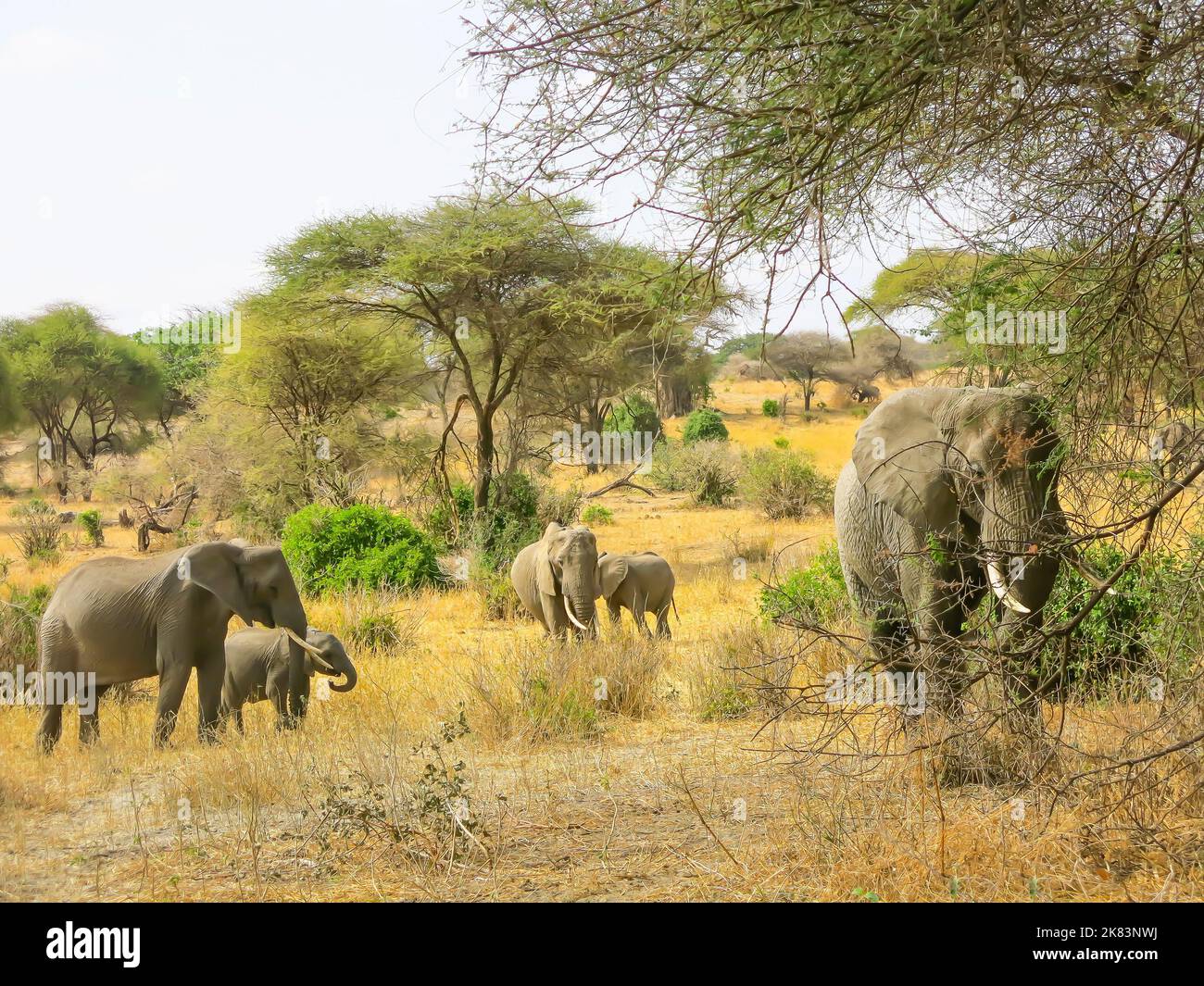 Elephant Family Group in Tarangire National Park, Tanzania, East Africa ...