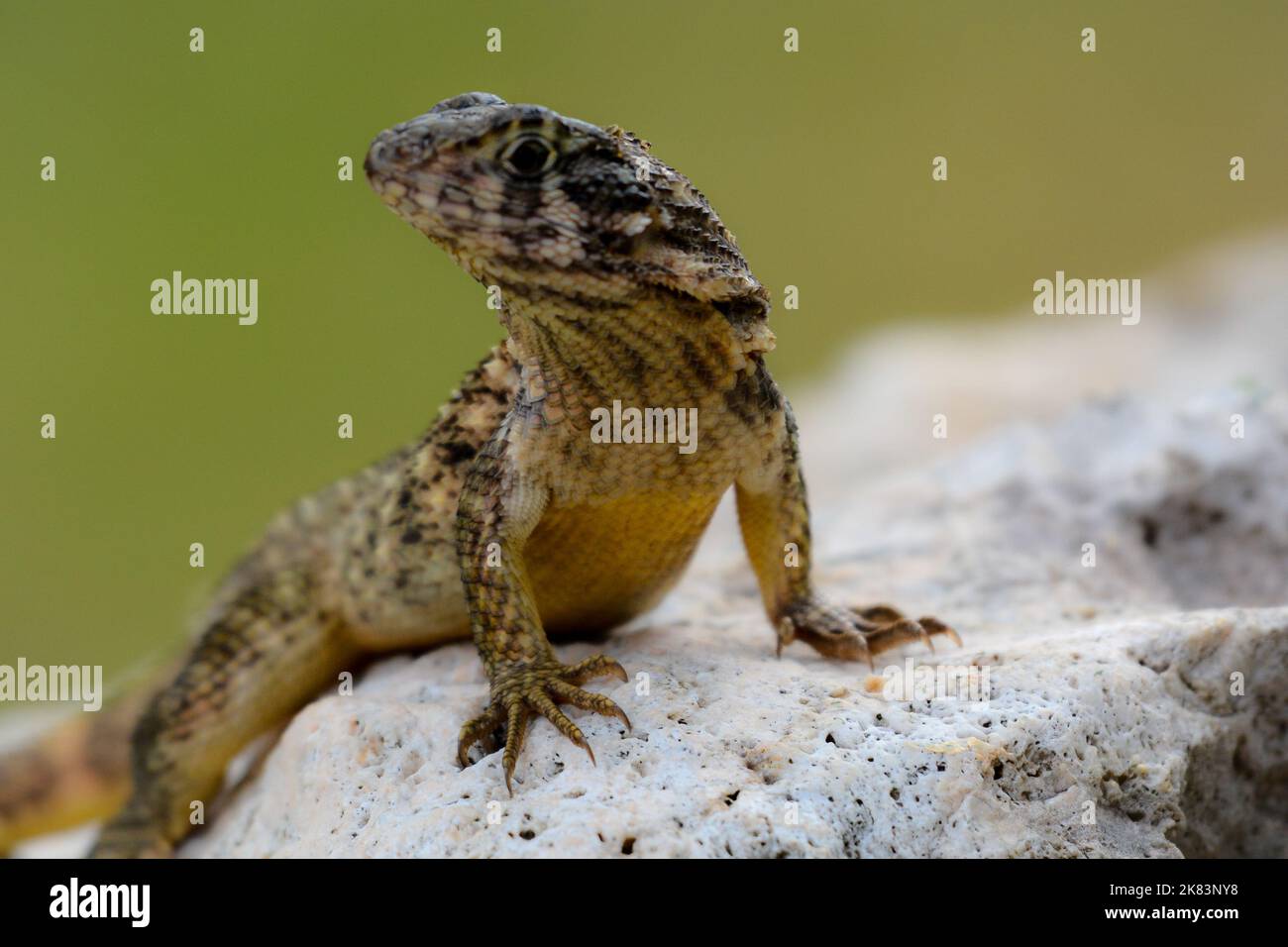 A curly tailed lizard getting some Cuba sun while resting on some lava ...