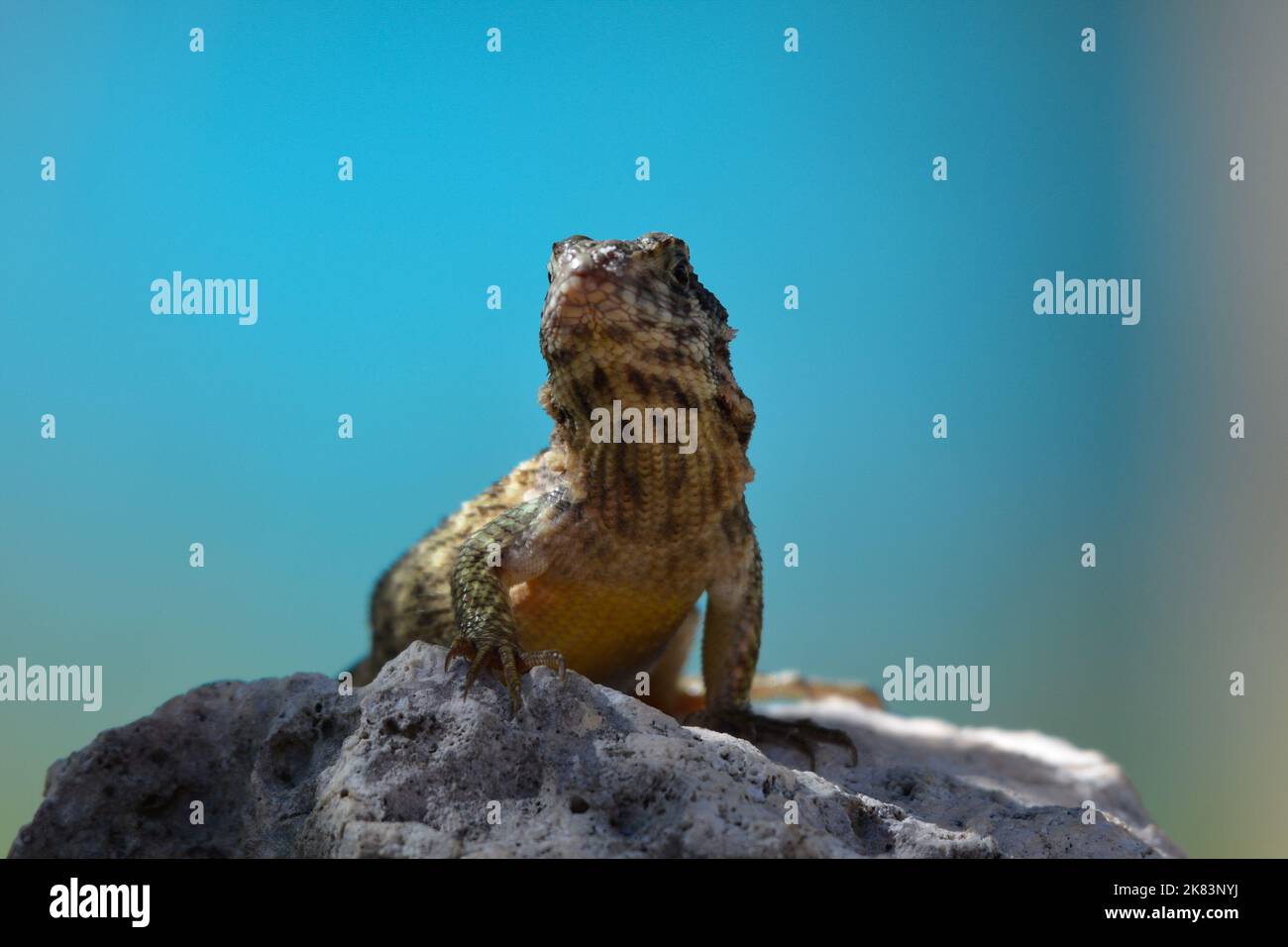 A curly tailed lizard getting some Cuba sun while resting on some lava ...