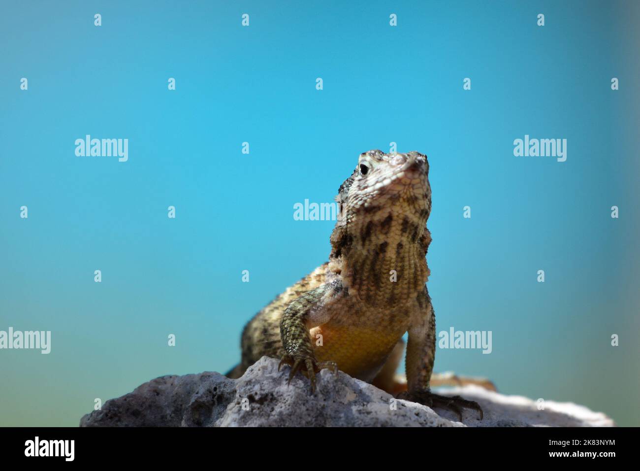 A curly tailed lizard getting some Cuba sun while resting on some lava ...
