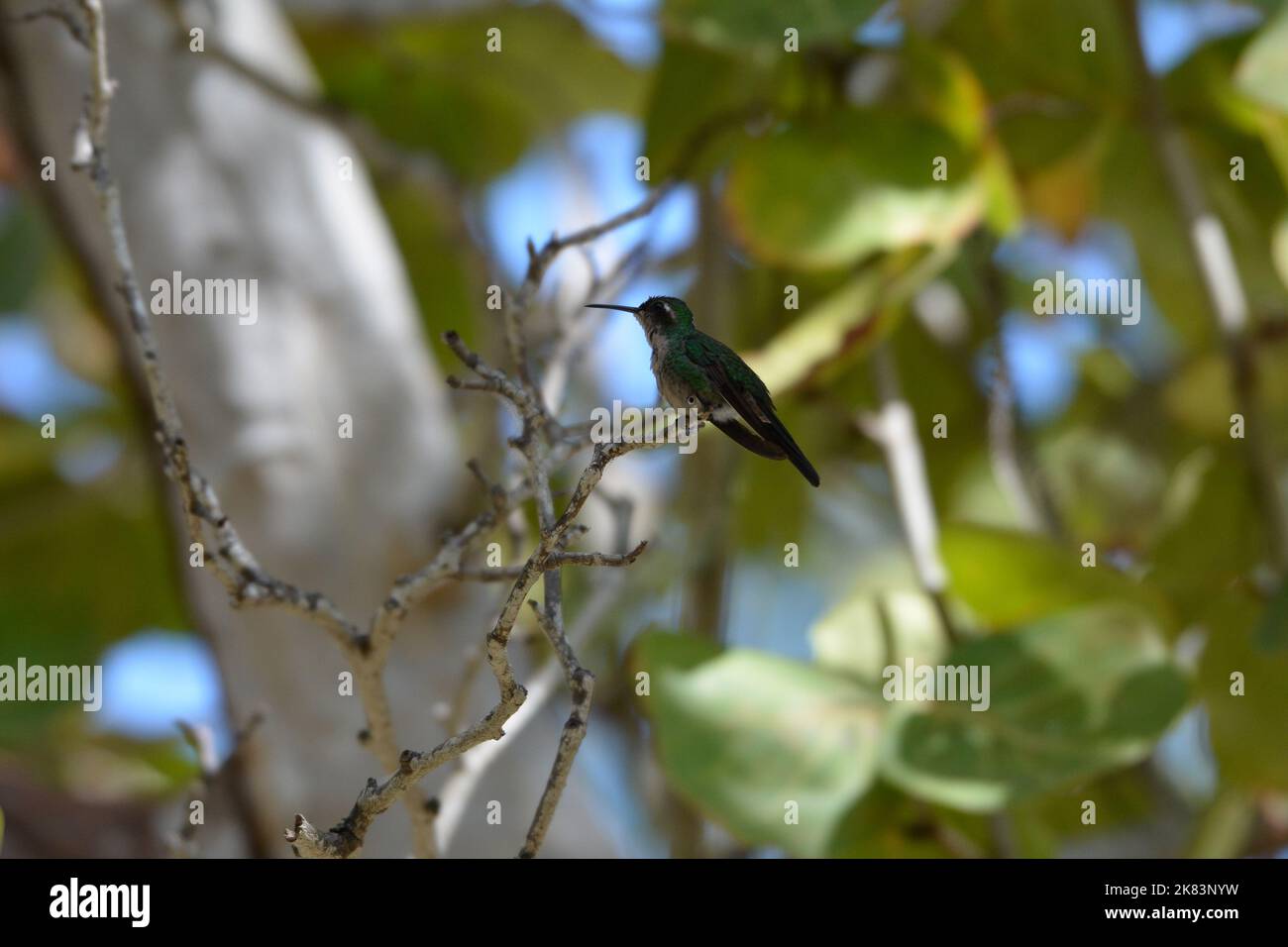 A beautiful Cuban Emerald hummingbird perched high on a tree branch ...