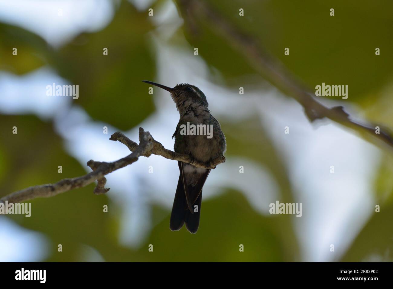 A beautiful Cuban Emerald hummingbird perched high on a tree branch ...