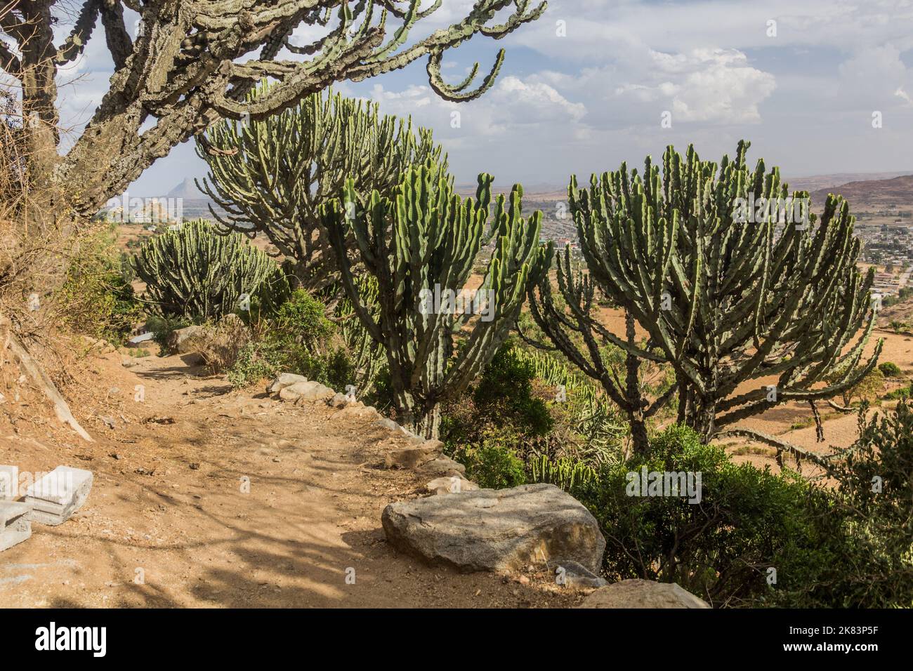 Rural landscape with cacti near Axum, Ethiopia Stock Photo - Alamy