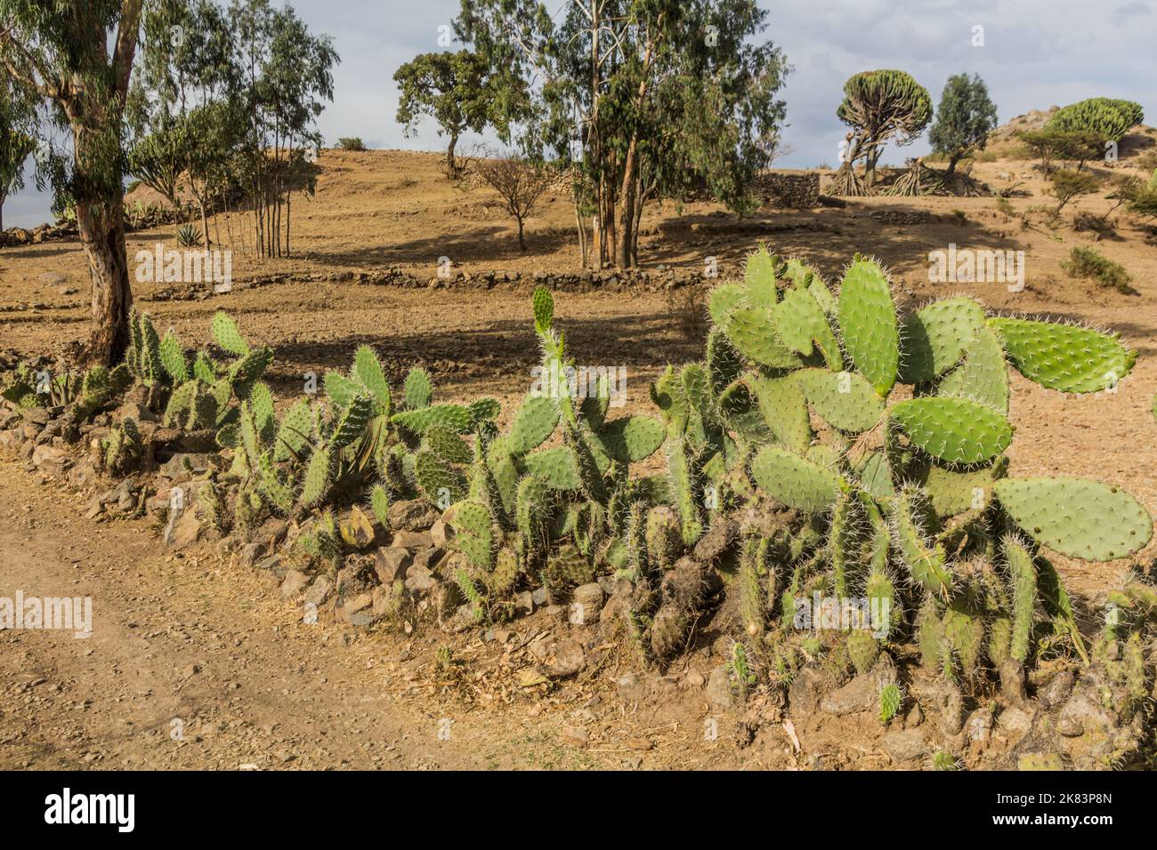 Fence made of cacti near Axum, Ethiopia Stock Photo - Alamy