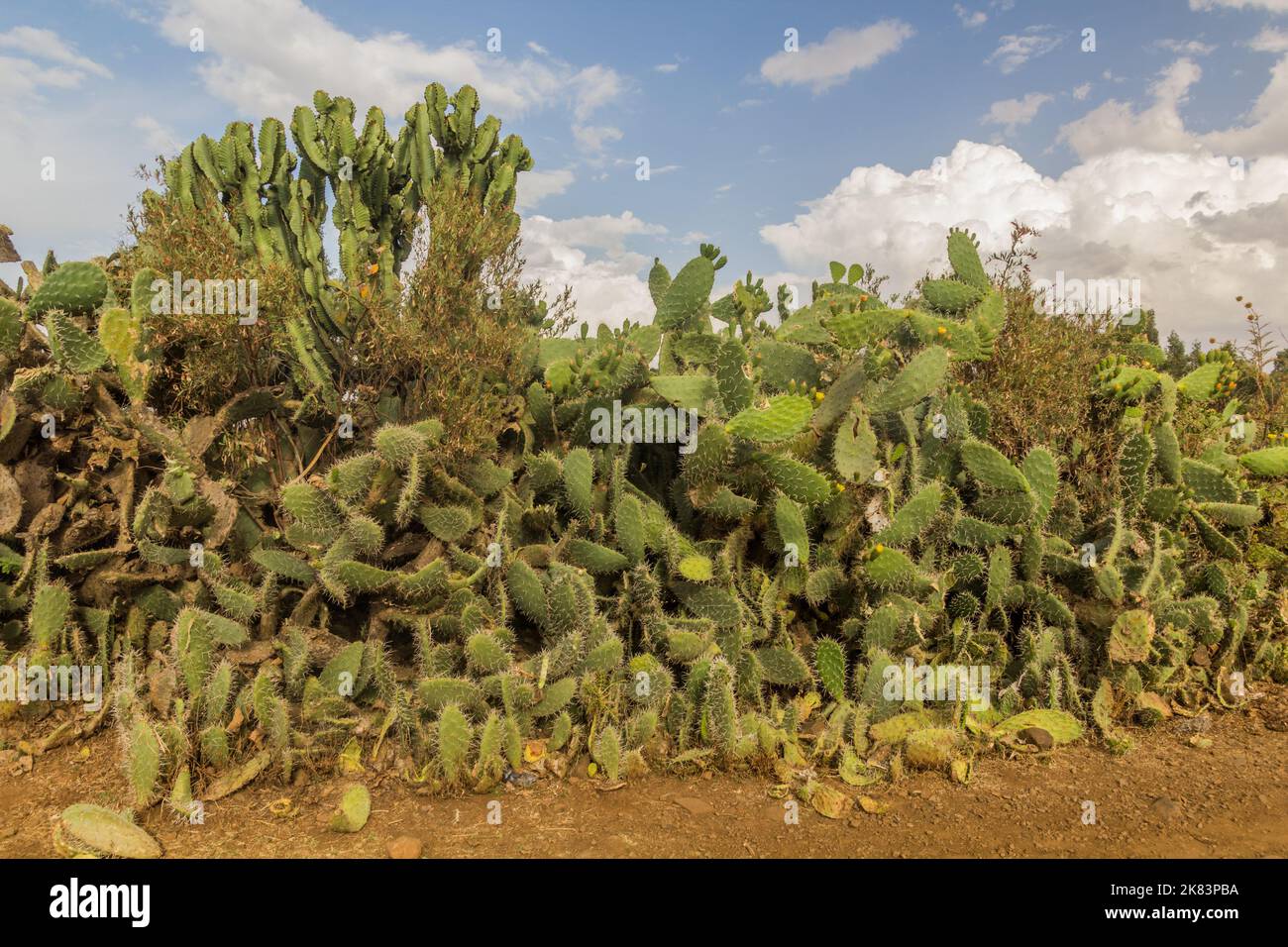 Cacti fence hi-res stock photography and images - Alamy