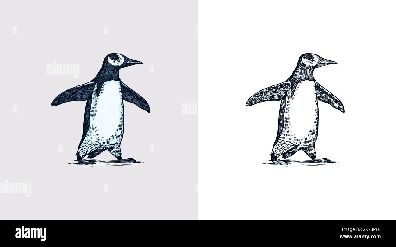 Gentoo penguin. Adelie Chinstrap bird. Vector graphics black and white ...