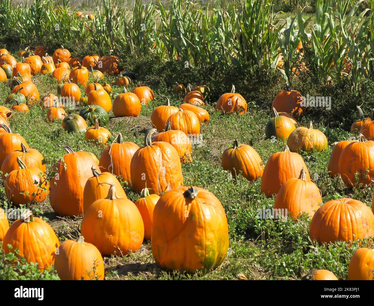 Field of Pumpkins Stock Photo - Alamy