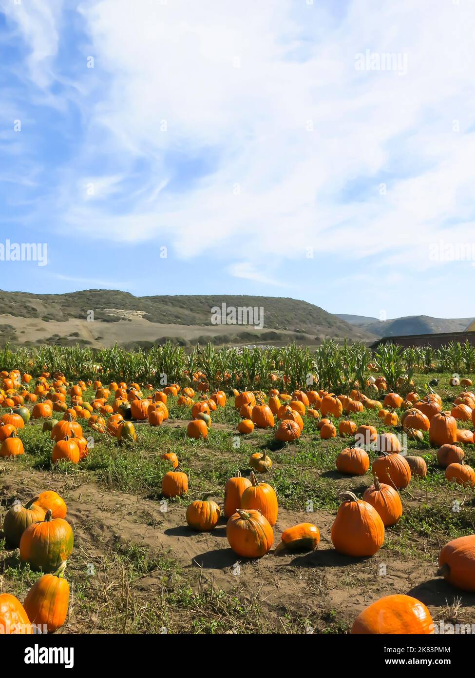 Field of Pumpkins Stock Photo - Alamy