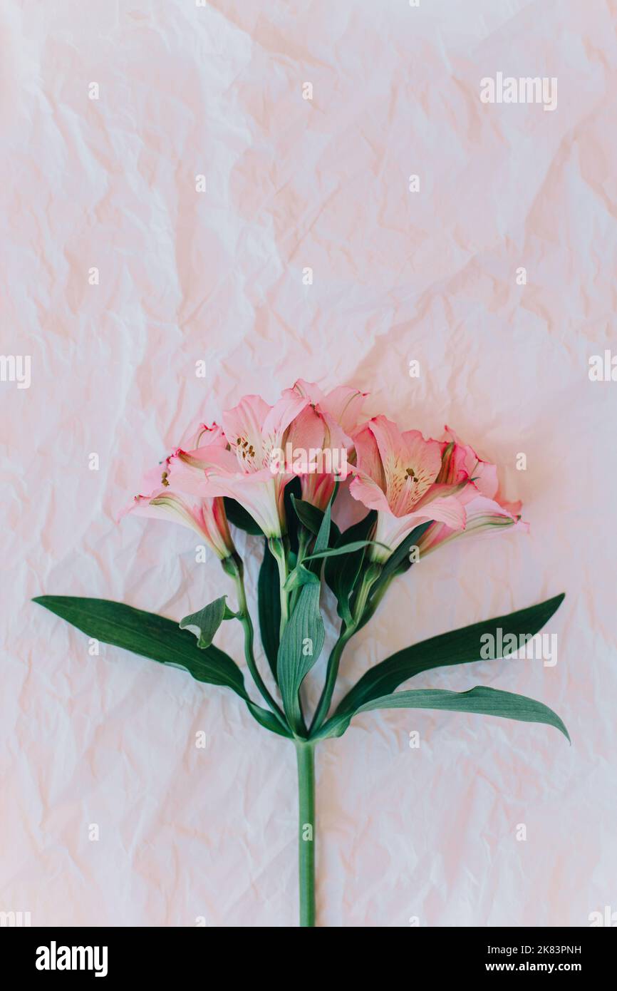 Beautiful pink Alstroemeria flowers on a pink background. Place for ...