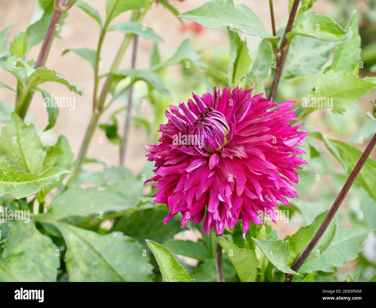 Dahlia flowers in the garden Stock Photo - Alamy
