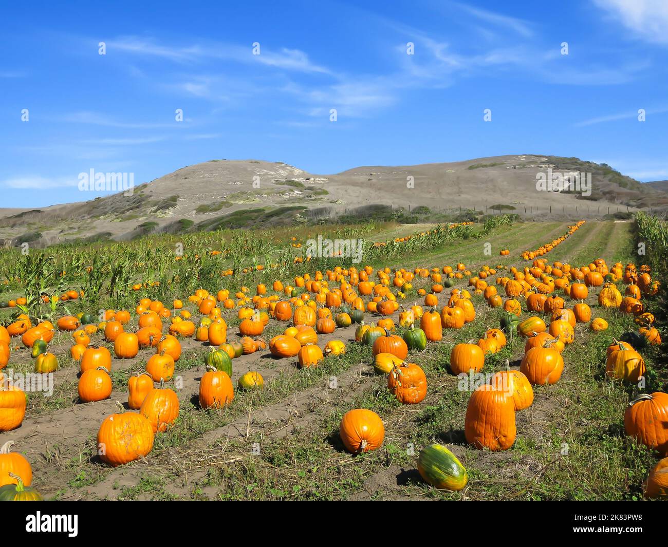 Field of Pumpkins Stock Photo - Alamy
