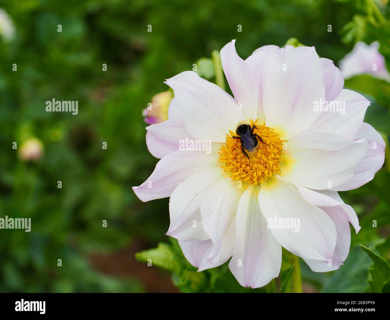 Dahlia flowers in the garden Stock Photo - Alamy