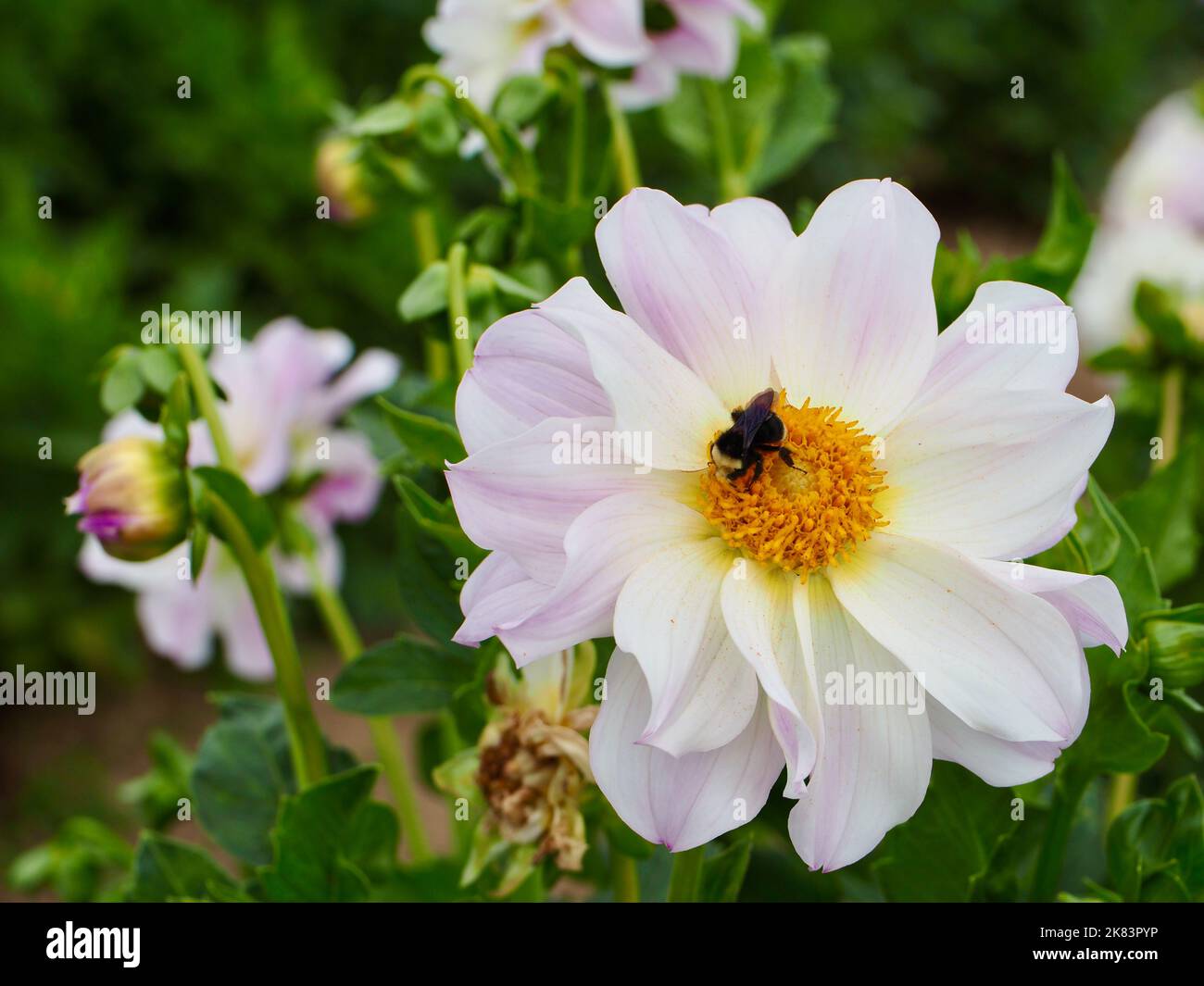 Dahlia flowers in the garden Stock Photo - Alamy