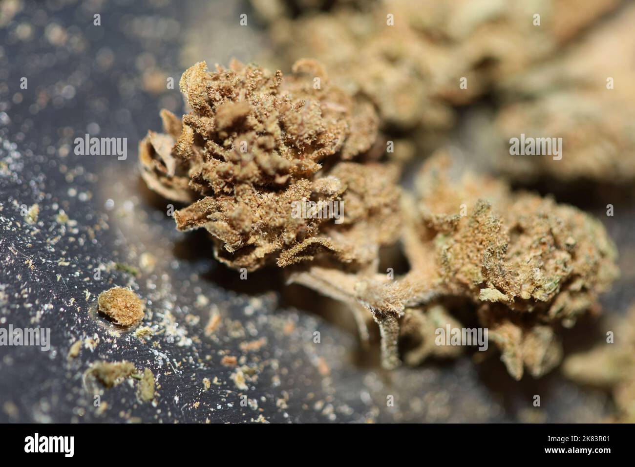 Marihuana medical bad cbd close up botanical background big size high ...