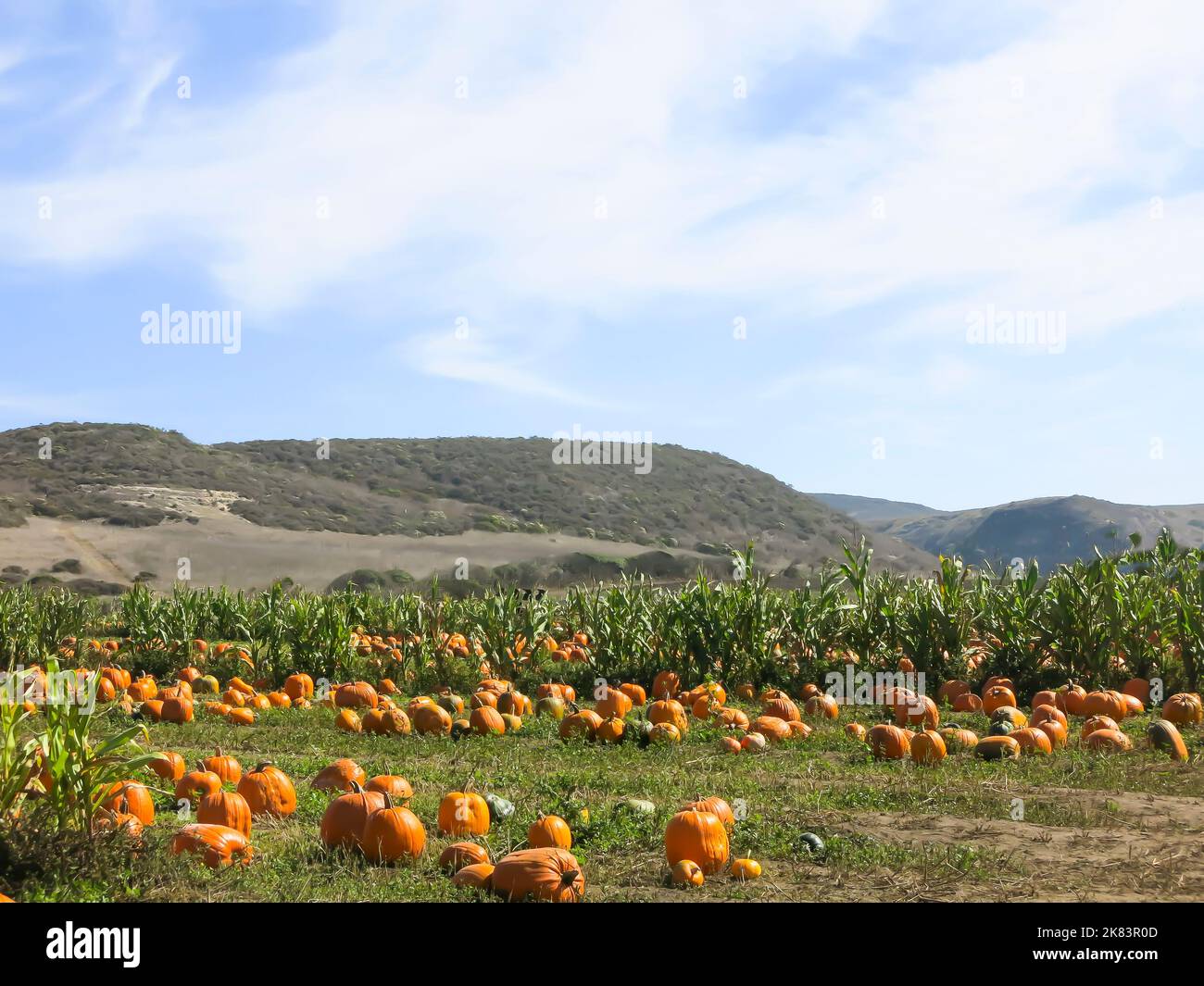 Field of Pumpkins Stock Photo - Alamy