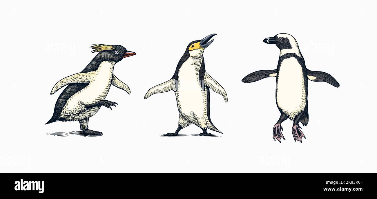 Emperor penguin and cute baby. Adult with juveniles. Small family set ...