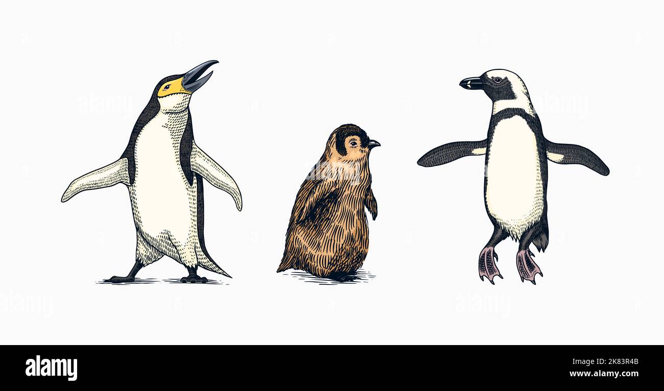 Emperor penguin and cute baby. Adult with juveniles. Small family set ...
