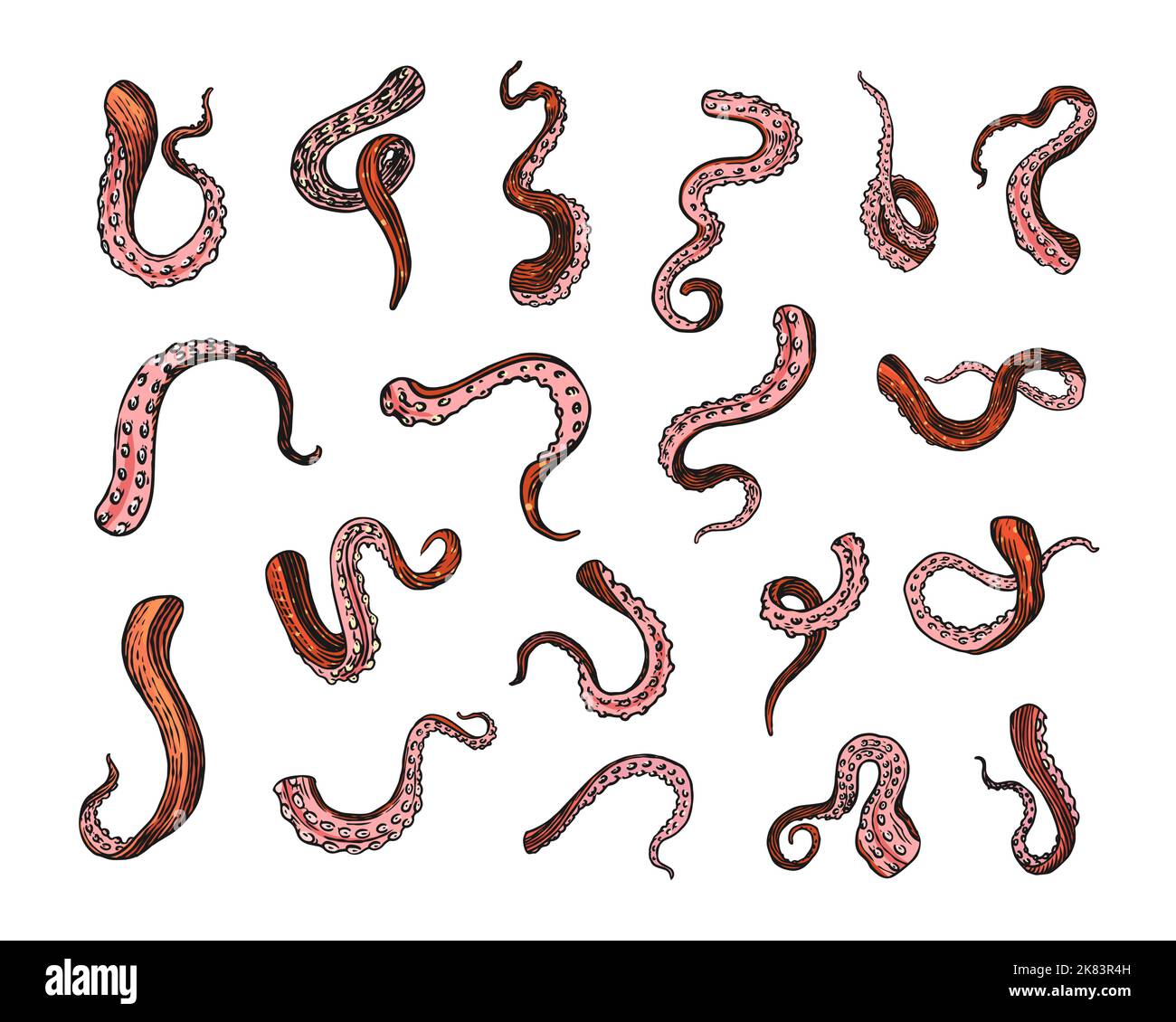 Octopus tentacles. Engraved hand drawn in old sketch, vintage creature ...