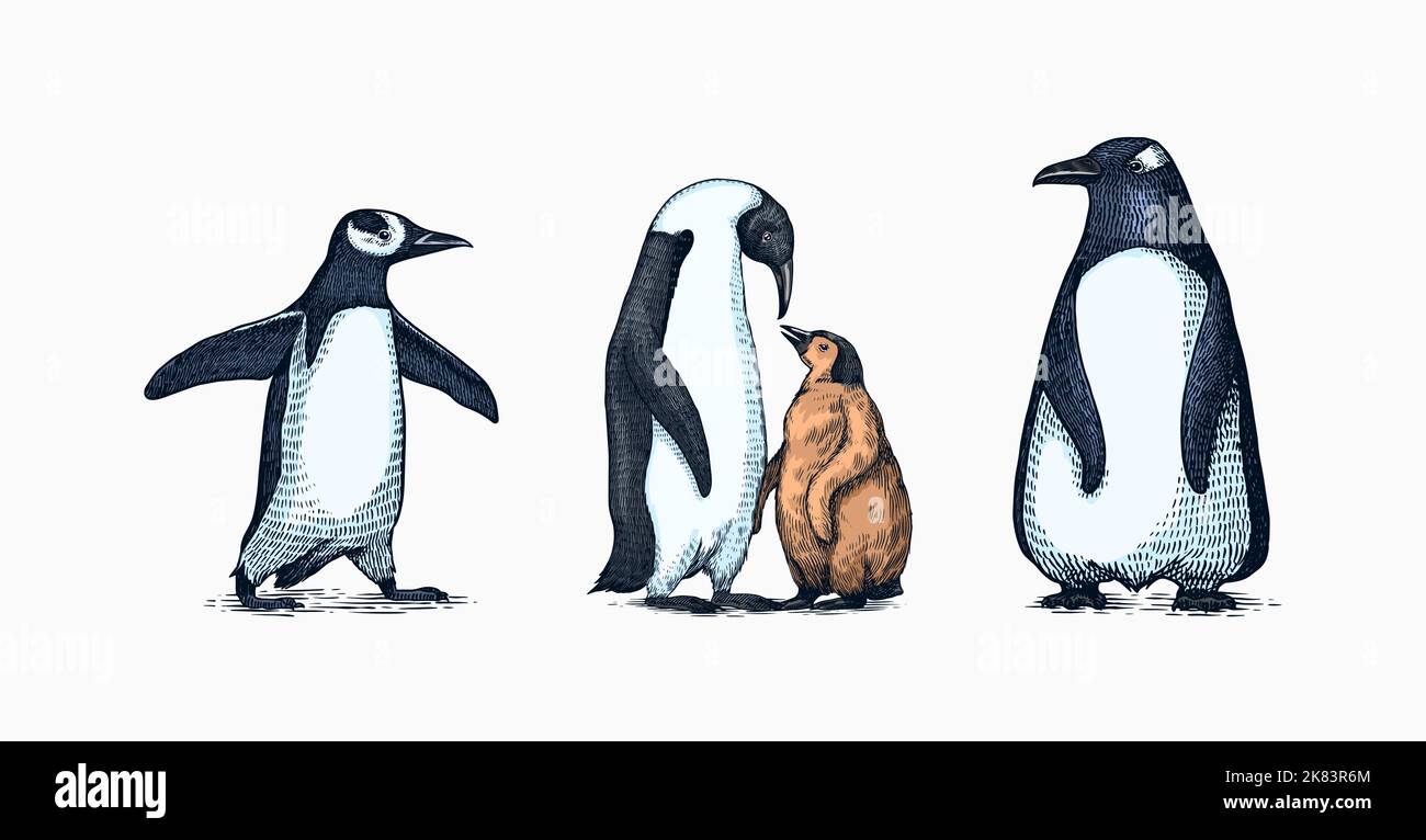 Emperor penguin and cute baby. Adult with juveniles. Small family set ...