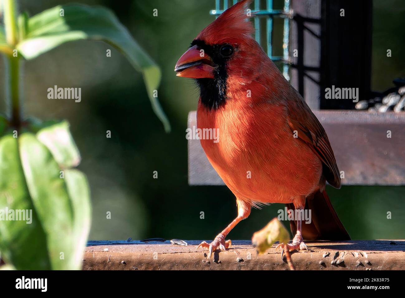 Northern Cardinal on the backyard deck Stock Photo - Alamy