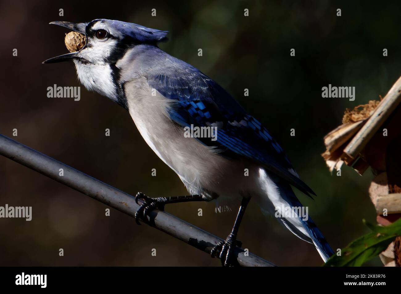 A Bluejay in the garden with a peanut Stock Photo - Alamy