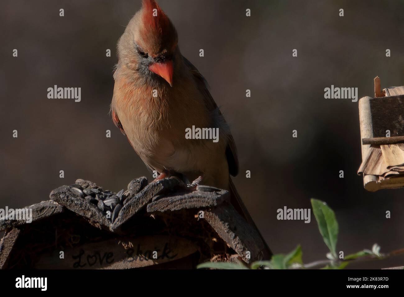 Northern Cardinal on the backyard deck Stock Photo - Alamy