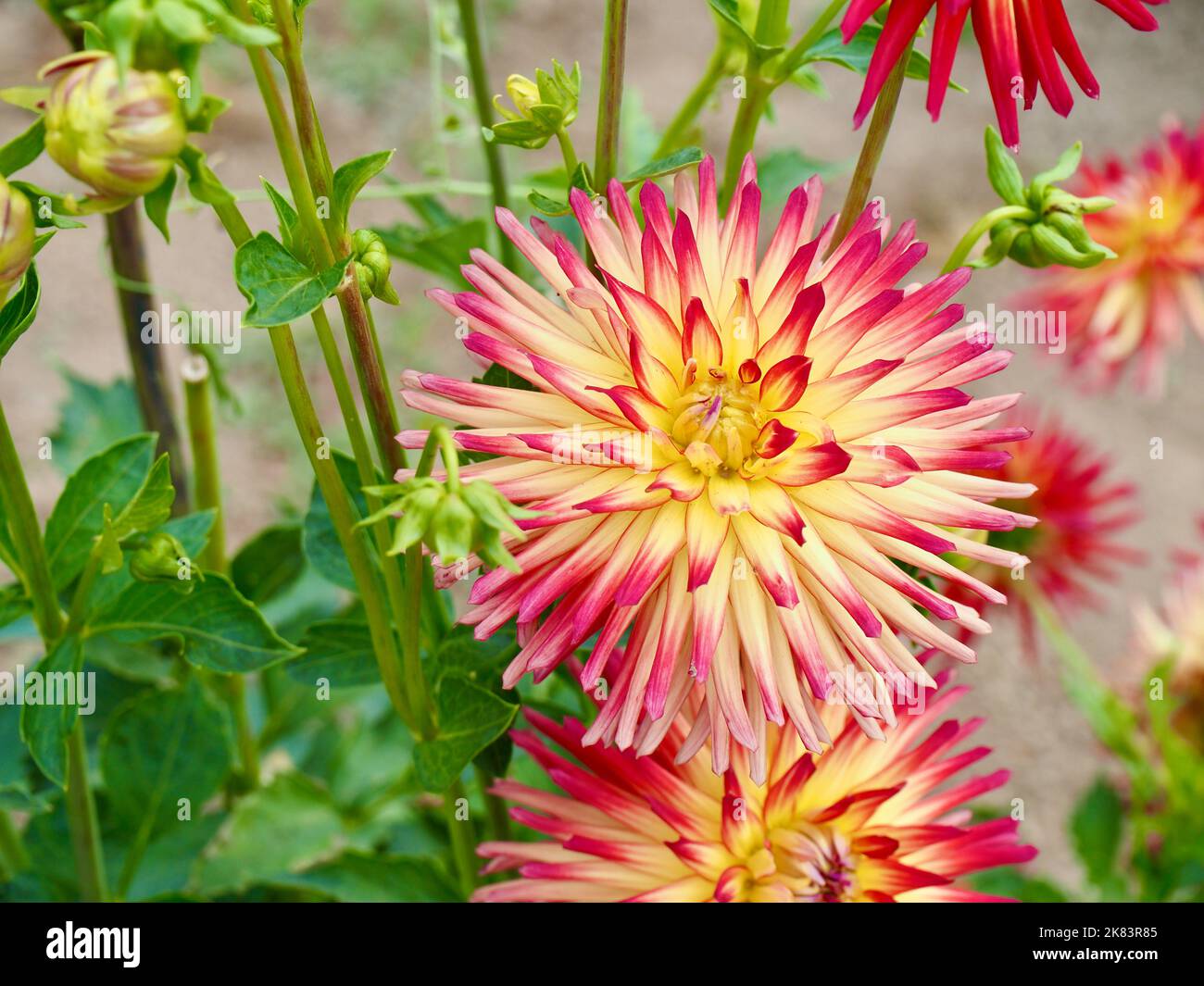Dahlia flowers in the garden Stock Photo - Alamy