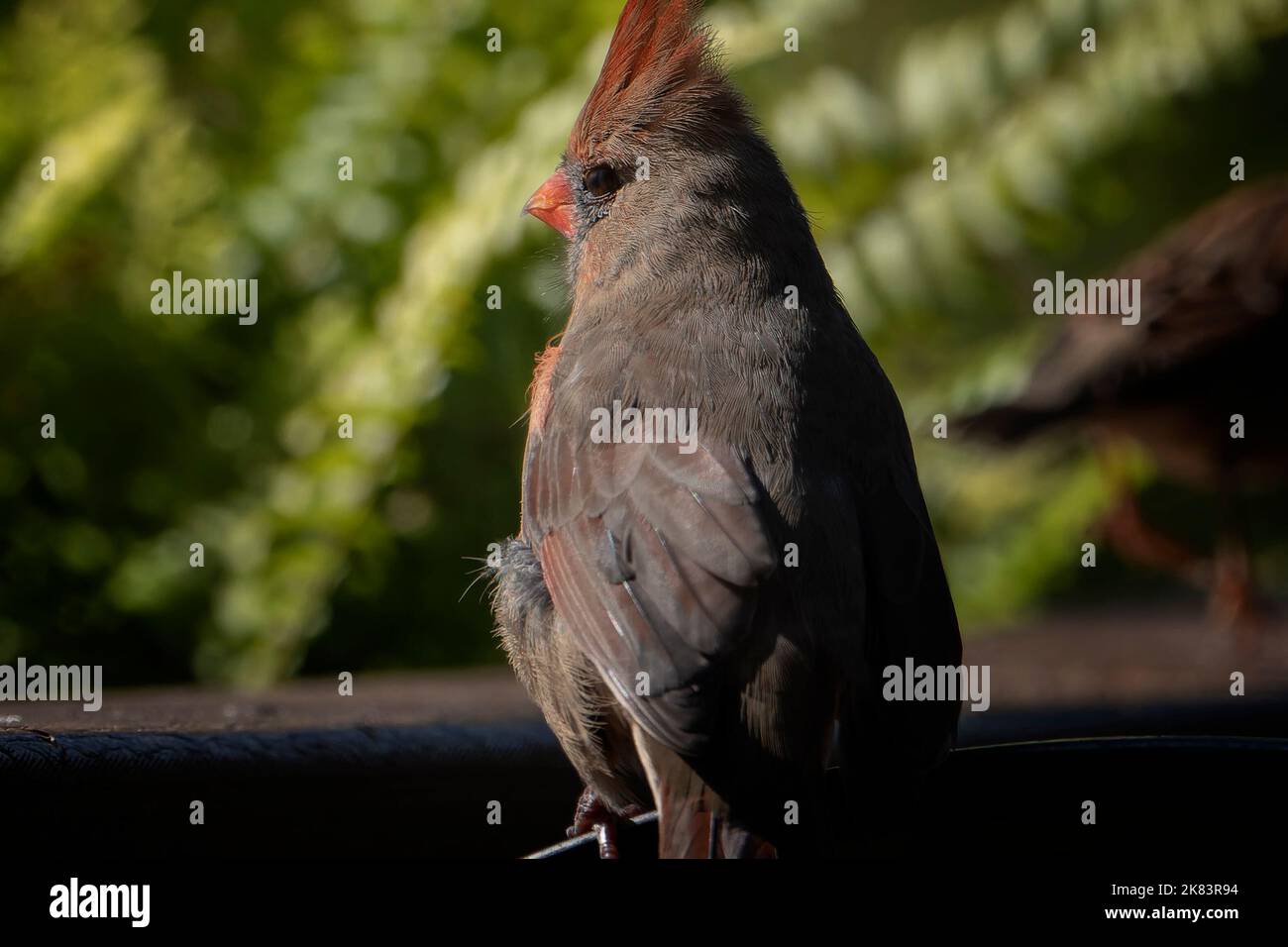 Northern Cardinal on the backyard deck Stock Photo - Alamy