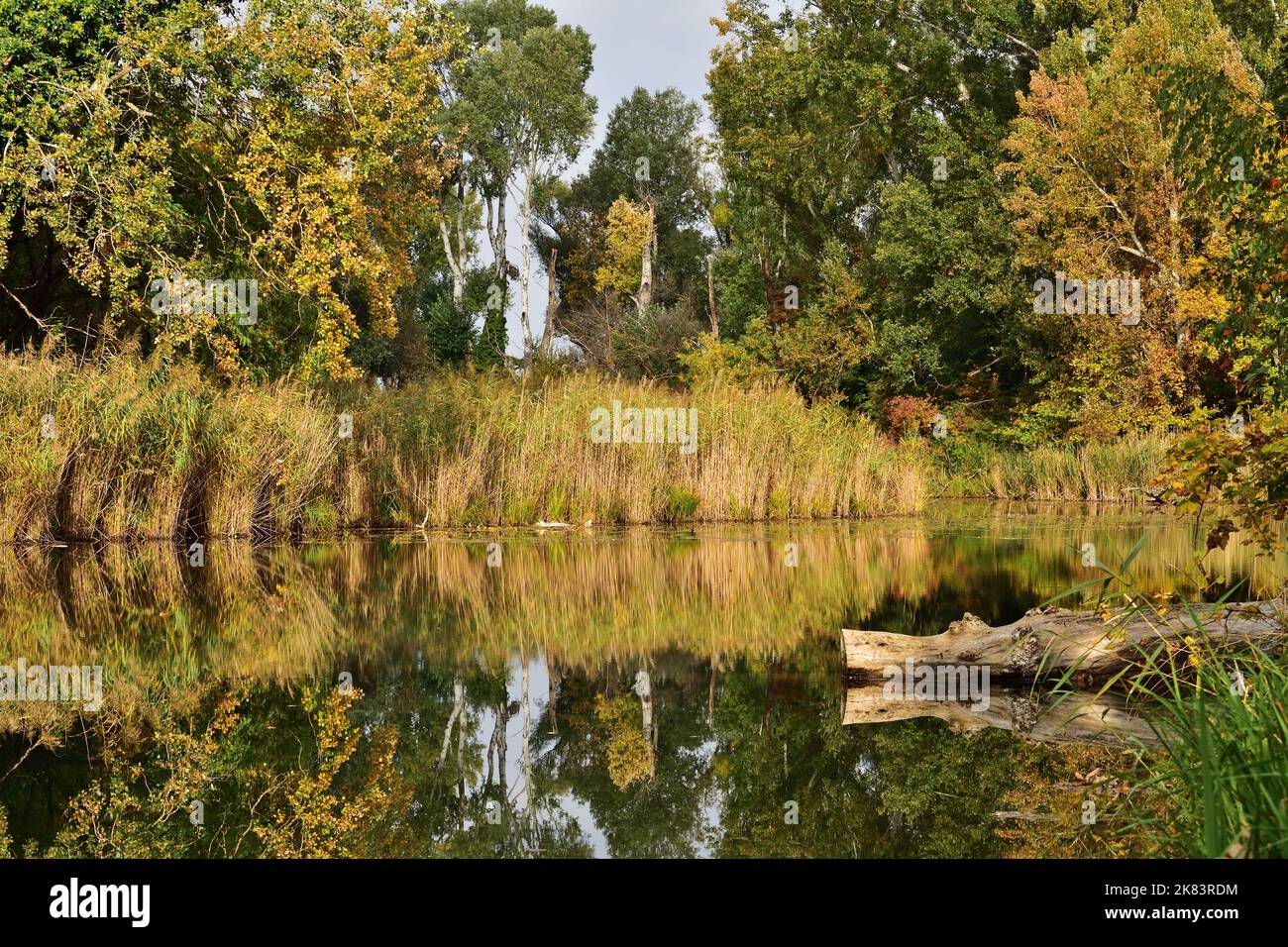 Autumn day in the National Park Lobau Stock Photo - Alamy