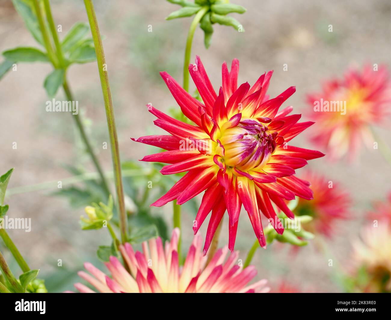 Dahlia flowers in the garden Stock Photo - Alamy
