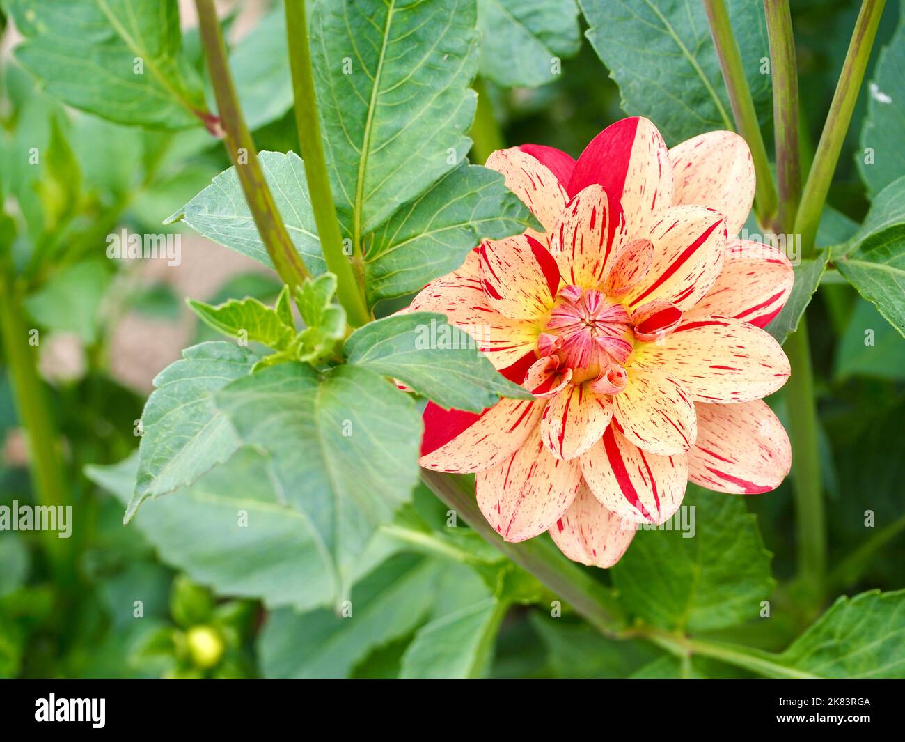 Dahlia flowers in the garden Stock Photo - Alamy