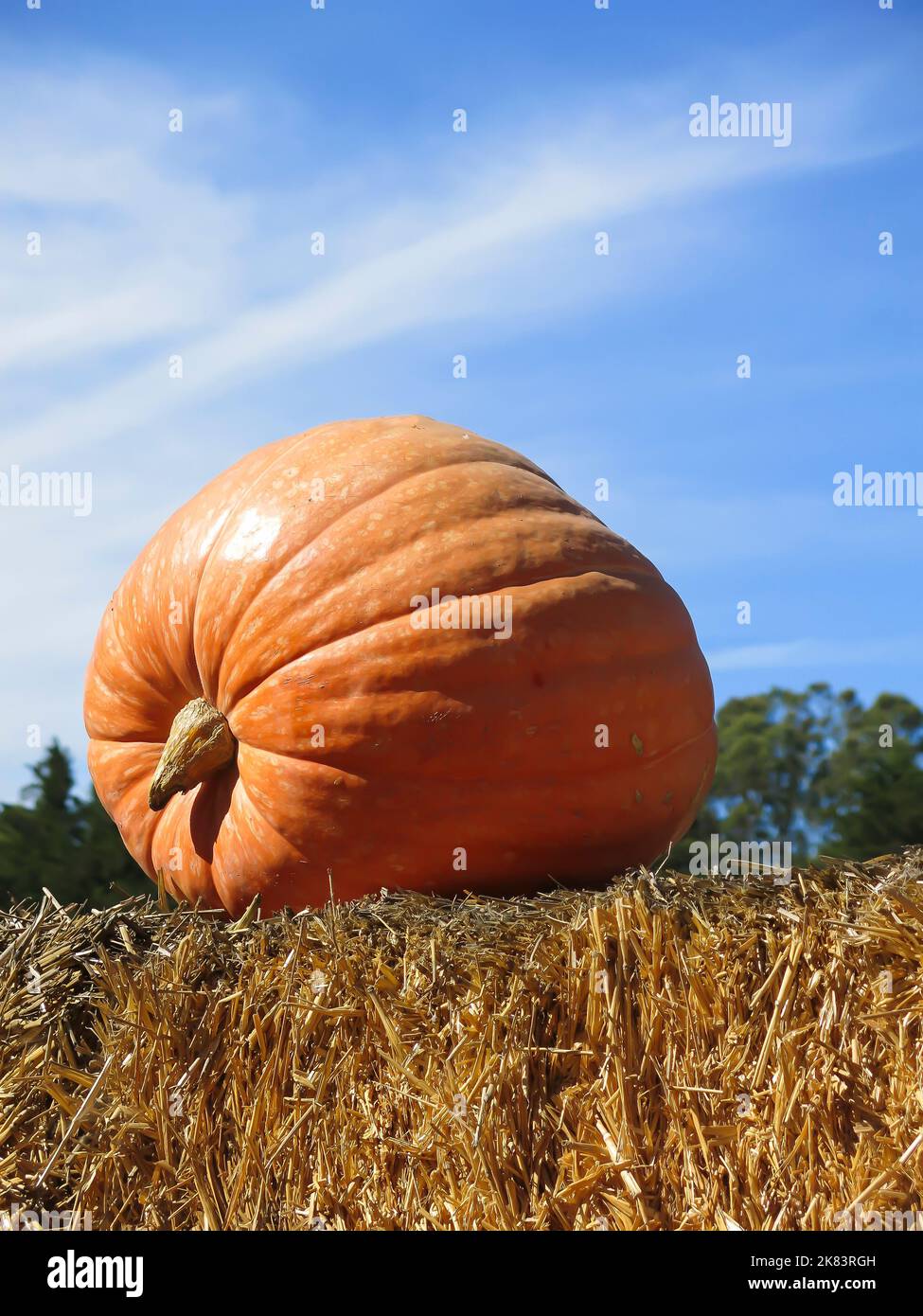 Large Pumpkin on Display Atop Hay Stack Stock Photo - Alamy