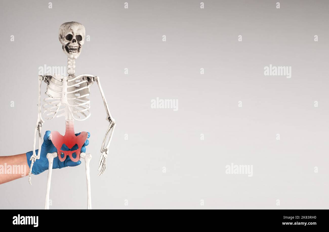 Pelvis, pelvic bone injury, inflammation and pain on skeleton model ...