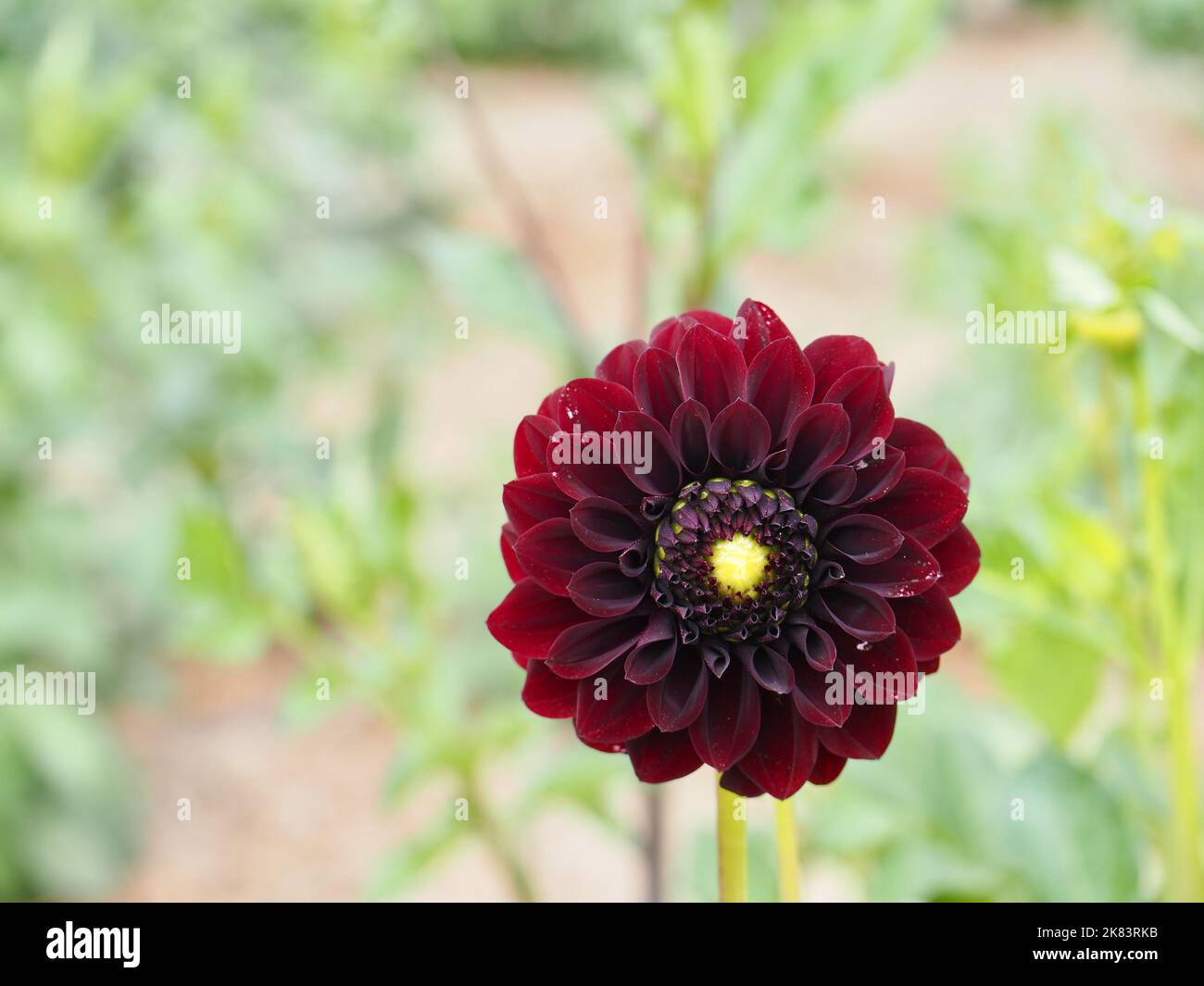 Dahlia flowers in the garden Stock Photo - Alamy