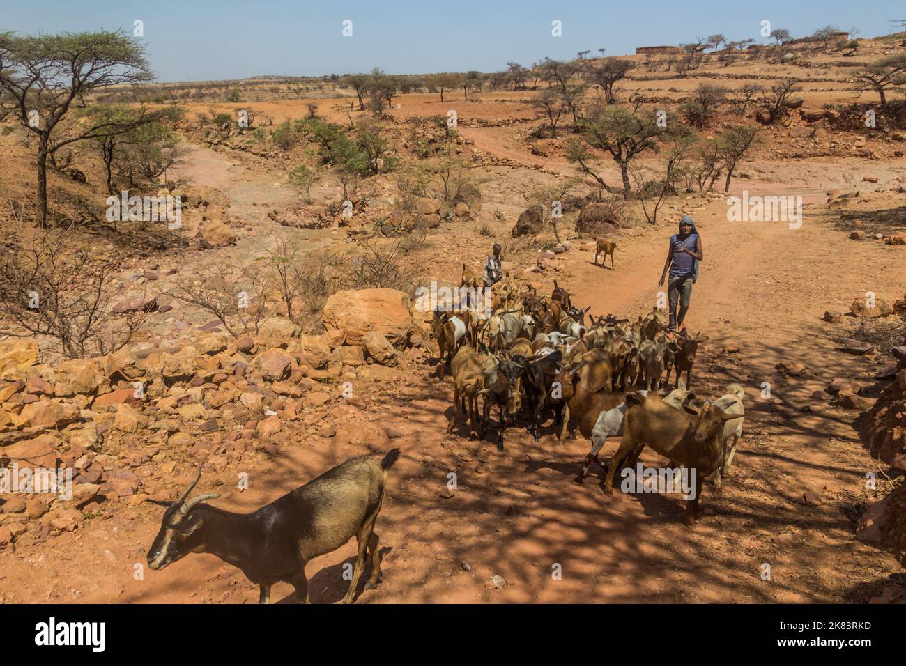 Ethiopian goat herder hi-res stock photography and images - Alamy
